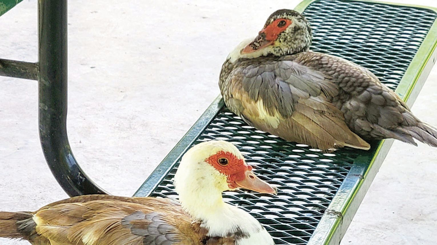 Bill coming due for some Taylor ducks