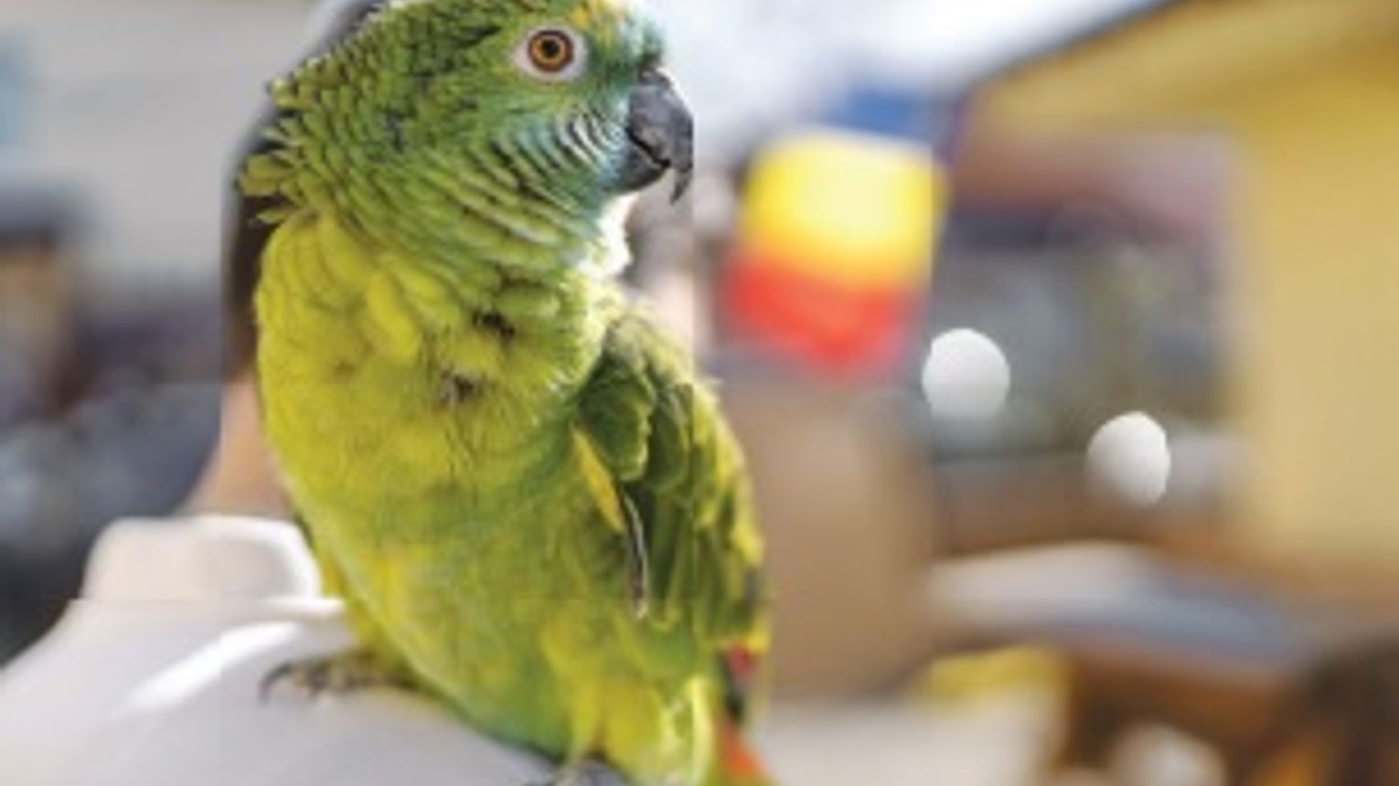 BIRD PARADE AND BIRDWATCHING