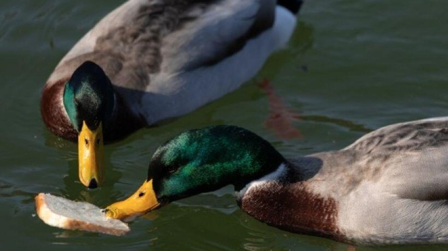 Going ‘quackers’ over Taylor ducks