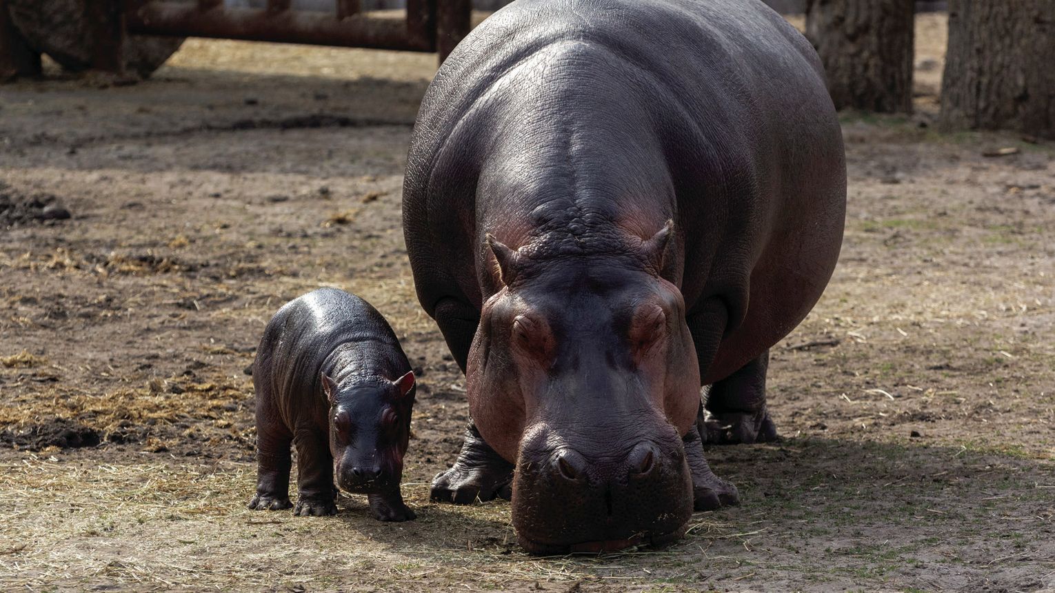 Hutto ready to celebrate world hippo day
